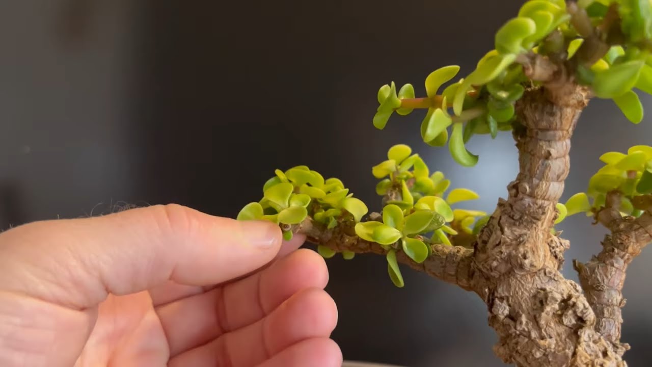 Saving a Sick Unhealthy Bonsai Tree - YouTube