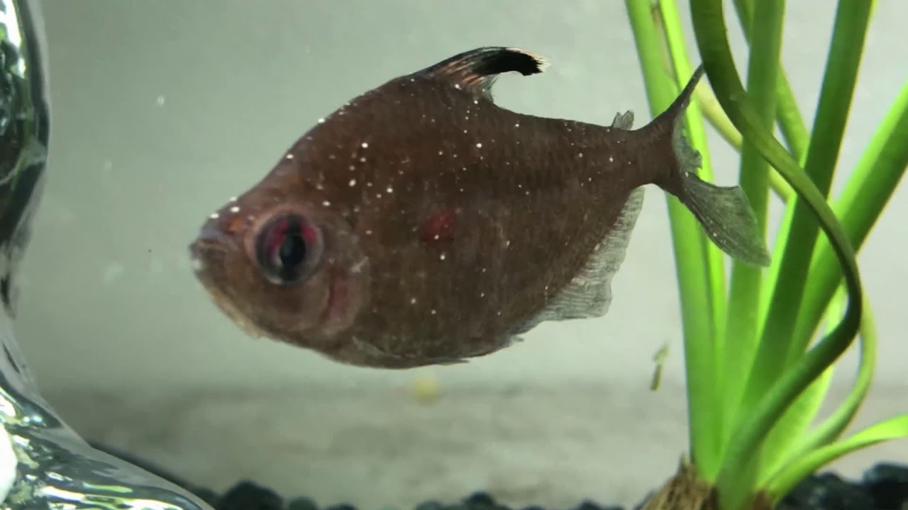 Treating Ick with Super Ick Cure, Part 1 - YouTube