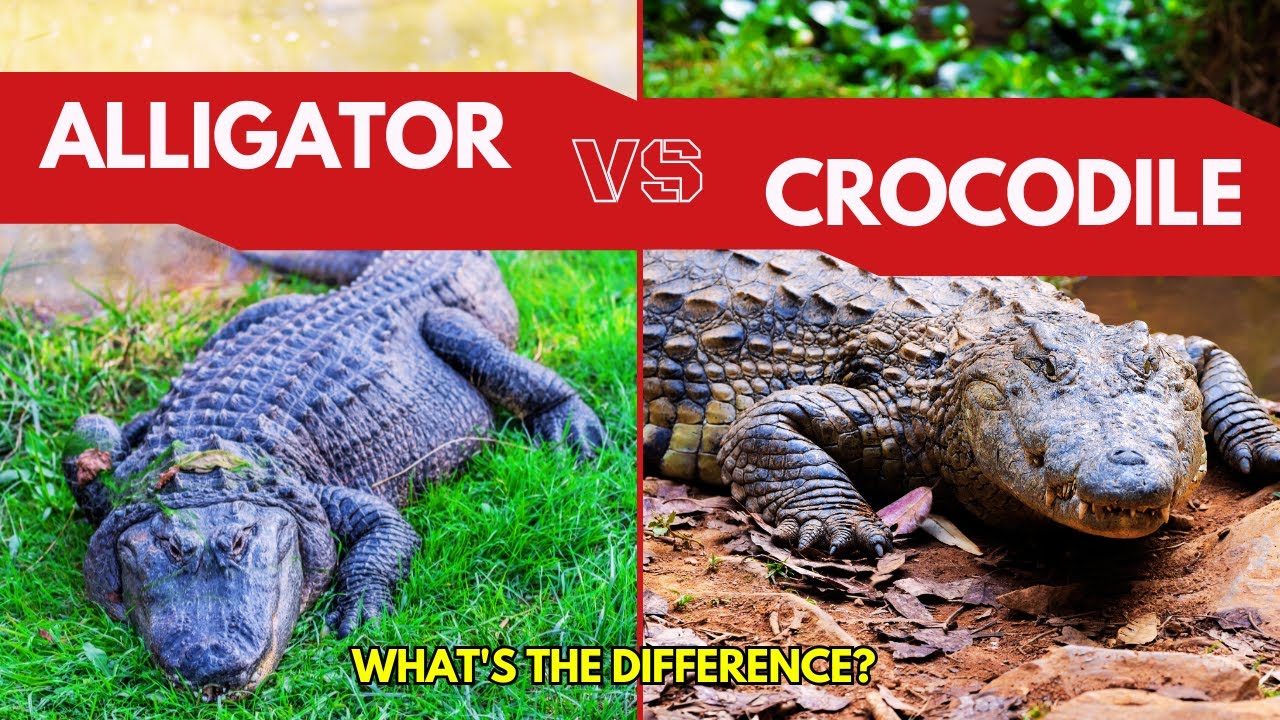 Alligator vs. Crocodile: What's the Difference? 🐊 - YouTube