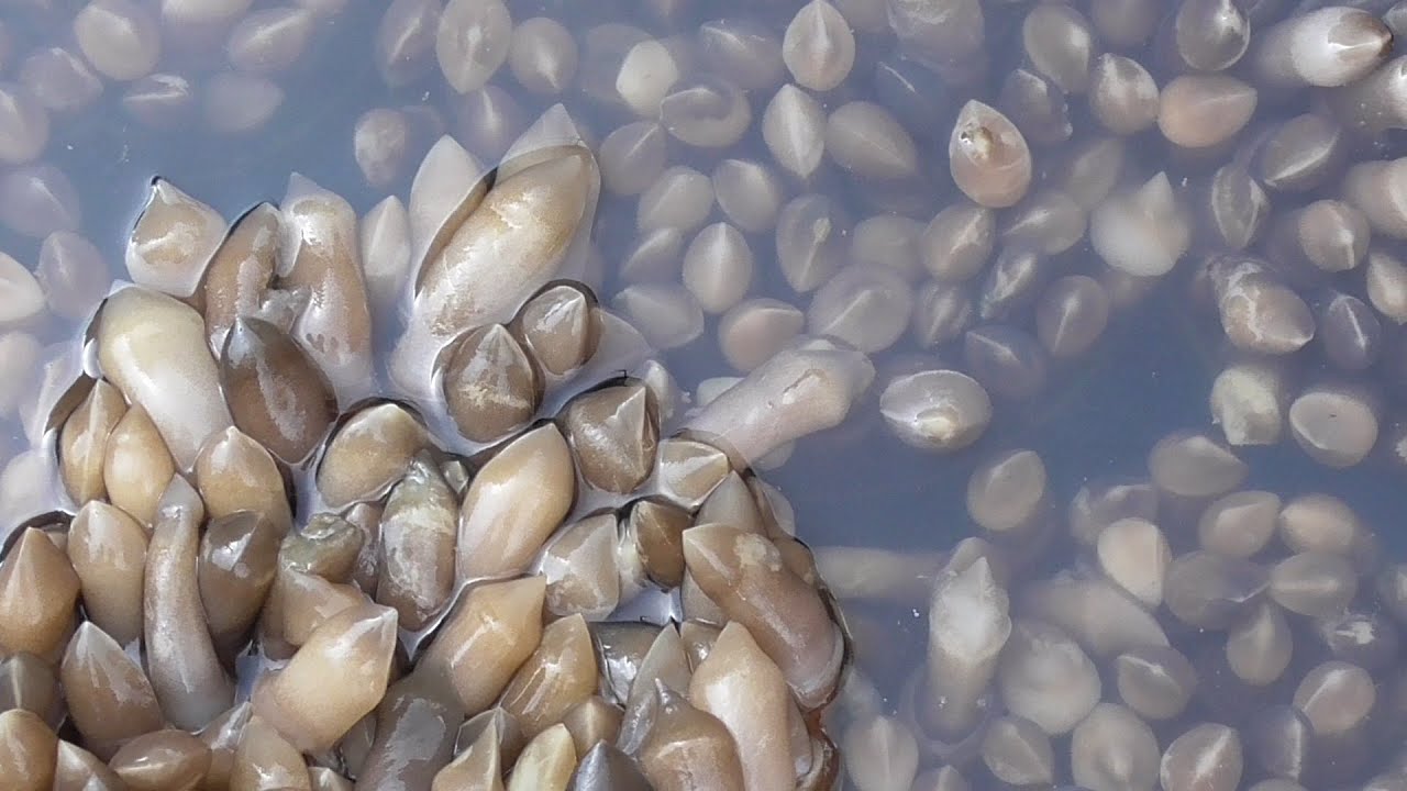 RAZOR CLAMS, aka “FINGER SNAILS” in Vietnamese - Vietnam street food ...