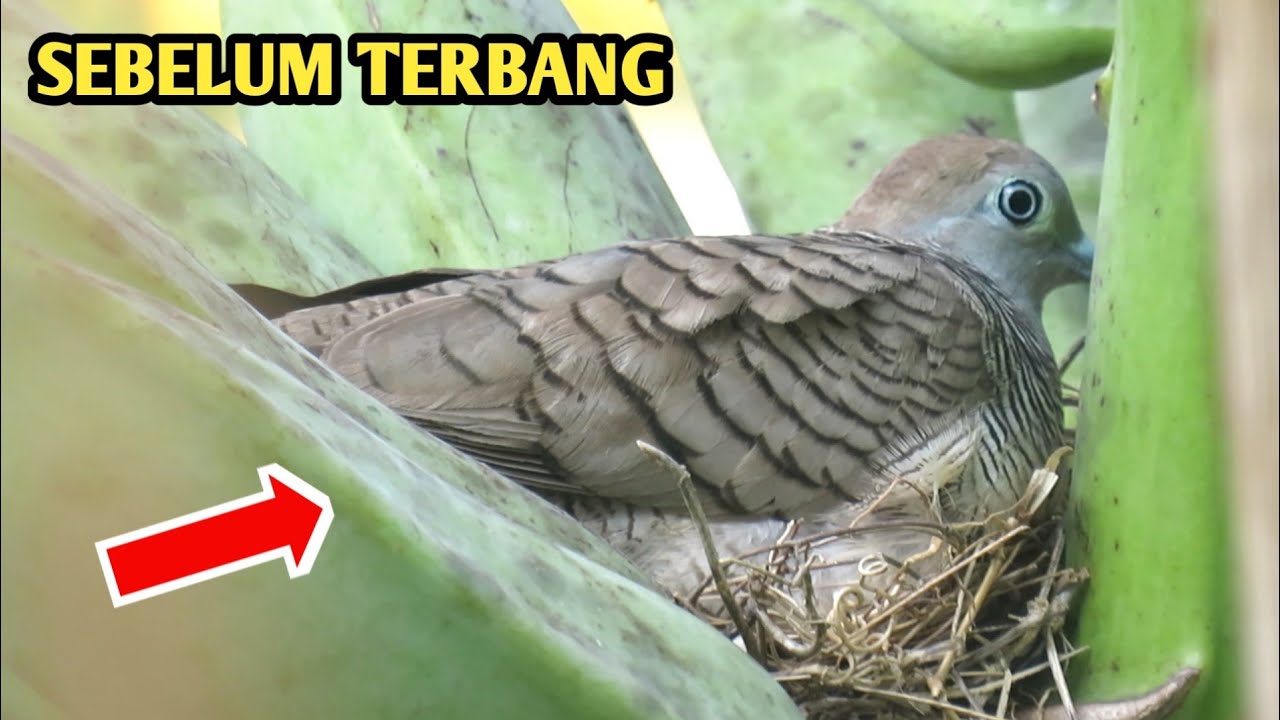 Mencari sarang burung || Sarang perkutut di pohon pisang induknya ...