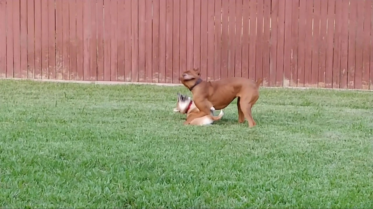 Shiba vs Boxer - YouTube