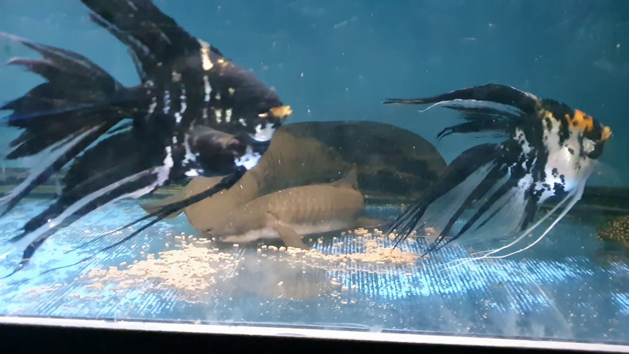 Feeding time for GonGan - YouTube