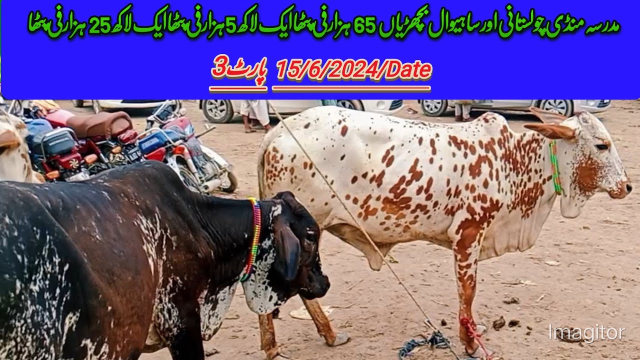 Punjab District Bahawalnagar ki Madrasa Mandi Beautiful Bacharia Online ...