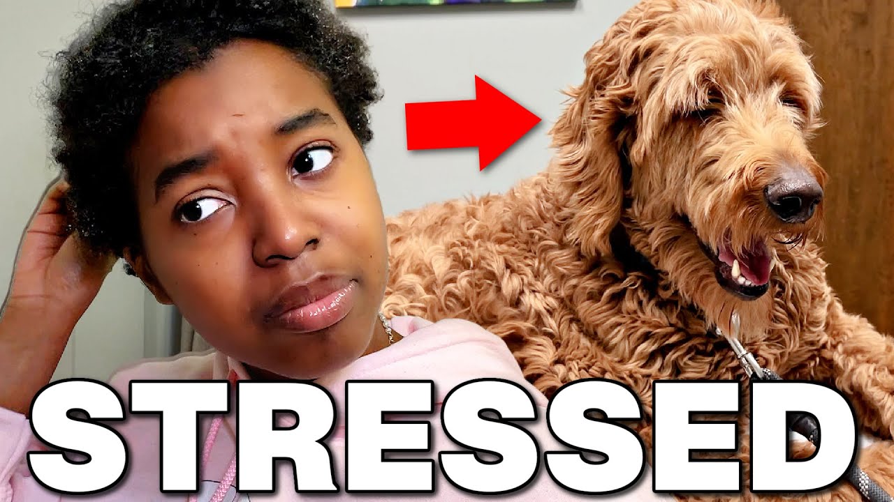 TAKING MY DOG TO THE VET *stressed* - YouTube