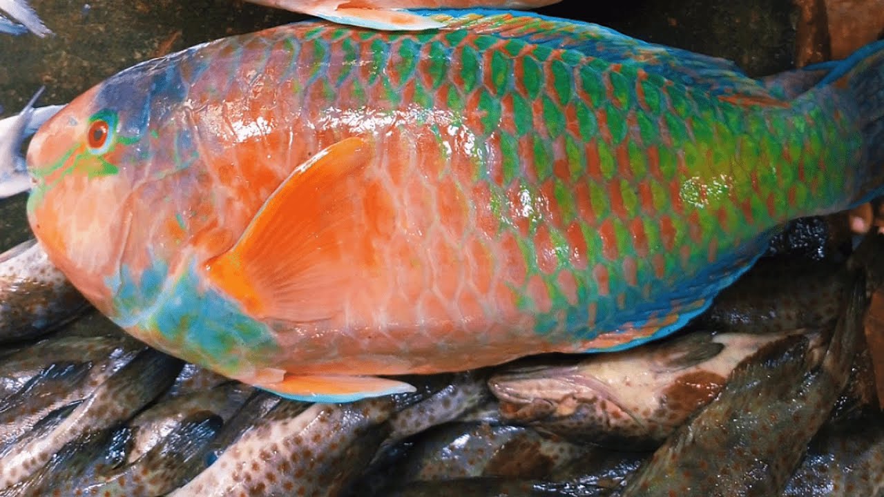 Parrot🔥 Fish 3 kilograms Cutting & Chopping in Fish Market | Fish ...