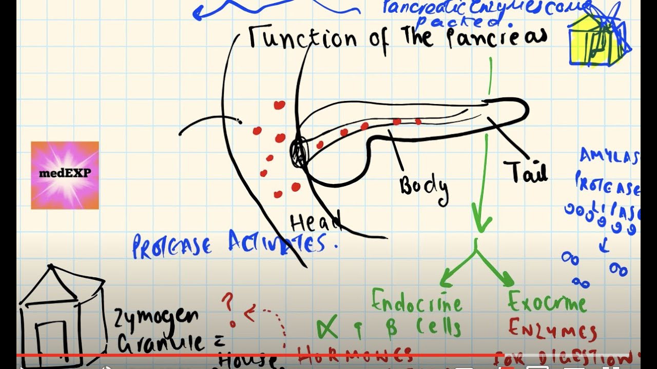 What is a zymogen? Introduction to pancreatic enzymes EASY TO ...