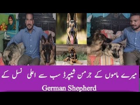 My uncle's shepherd dog like a wolf میرے ماموں کے شیپرڈ کتے بھیڑیے کی ...