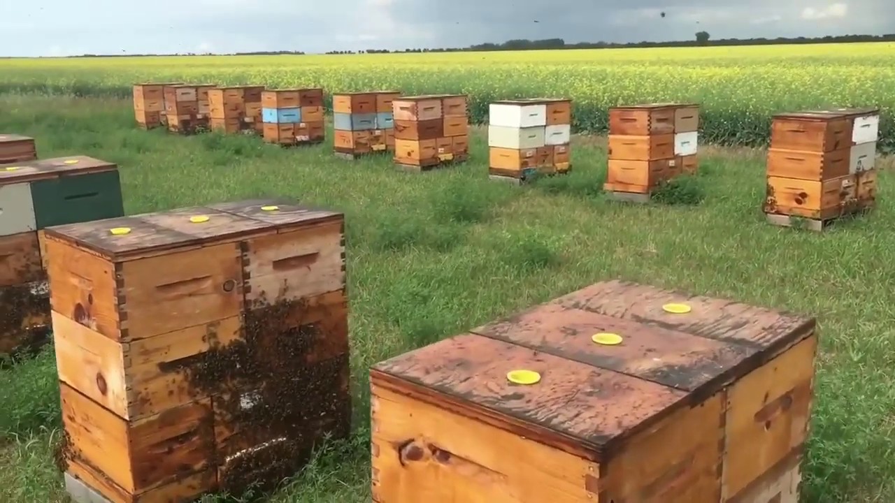 6 Frame Nucs/Shared Honey Box Space - YouTube