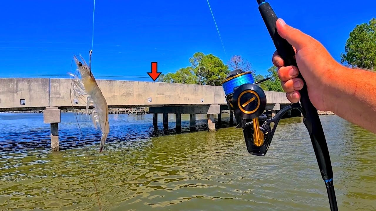 This Was the BRIDGE Fish I Wanted! - YouTube