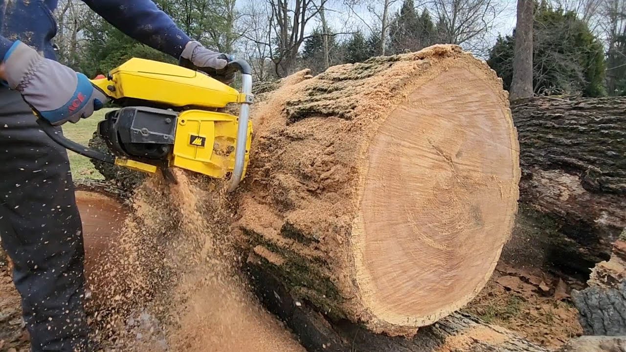 McCulloch Super Pro 125 Eats Red Oak!!! - YouTube