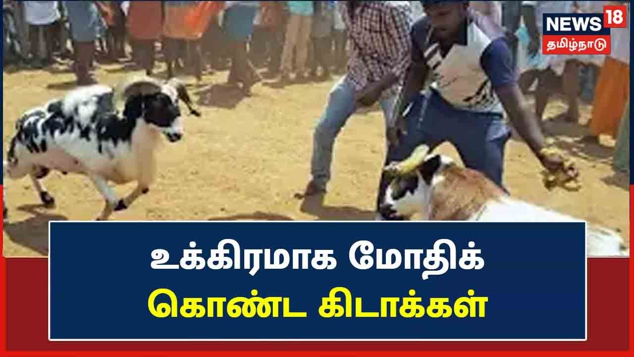 Keda Muttu | 13 ஆண்டுகளுக்கு பின் நடைபெற்ற, கிடா முட்டுத் திருவிழா ...