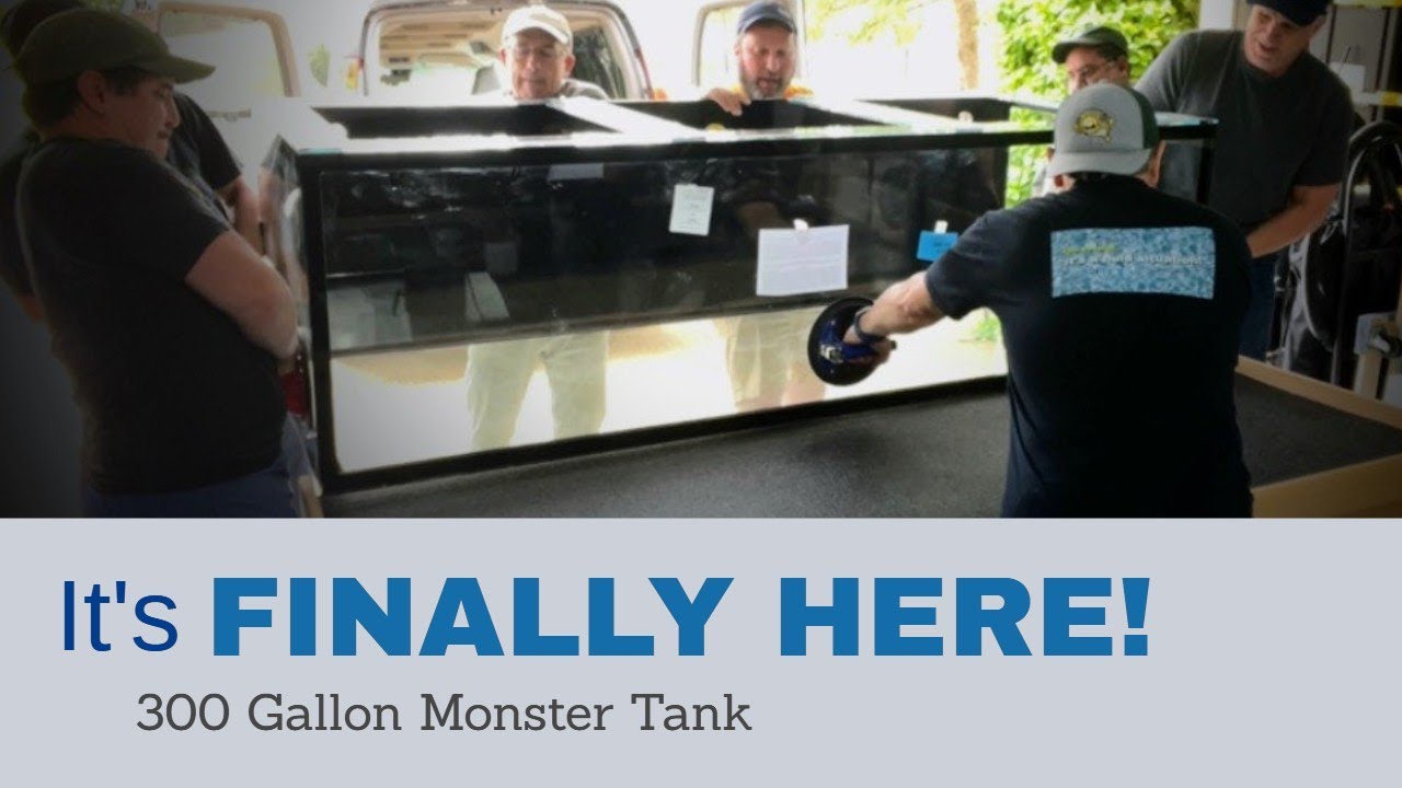 300 Gallon Monster Tank is HERE! * [Plus a Full Fish Room Walkthrough ...