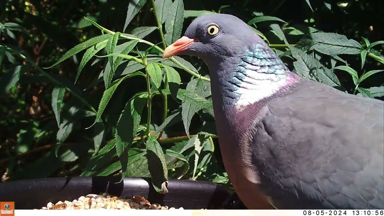 Eye-Catching Bird Beauty 🤩 - YouTube