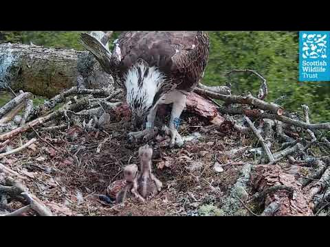Feeding Time for Osprey Chicks - Loch of the Lowes Osprey Webcam 2023 - YouTube