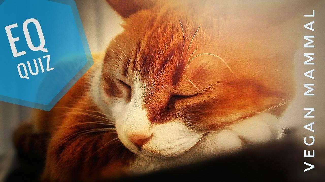 Funny Cats! How Emotionally Intelligent Are You? 🐈 - YouTube