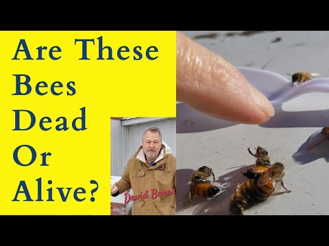 How Cold Tolerany Are Bees