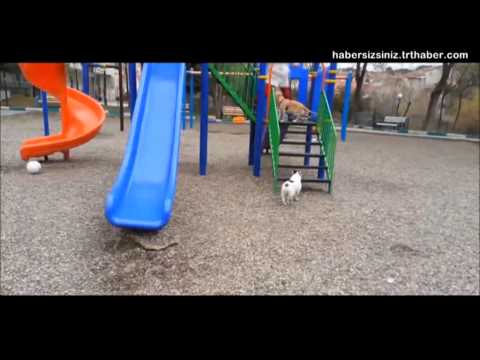Kaydırak Meraklısı Köpekler