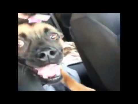 hunharca gulen kopek dog laughs so funny