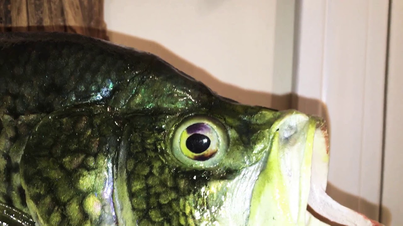 Black Crappie Reproduction Mount - YouTube