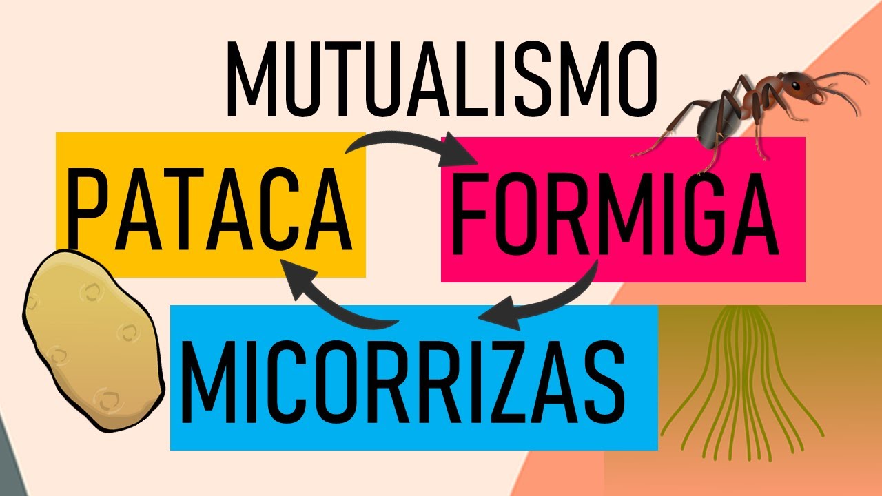 Mutualismo entre Planta de Pataca - Micorrizas e Formigas - YouTube