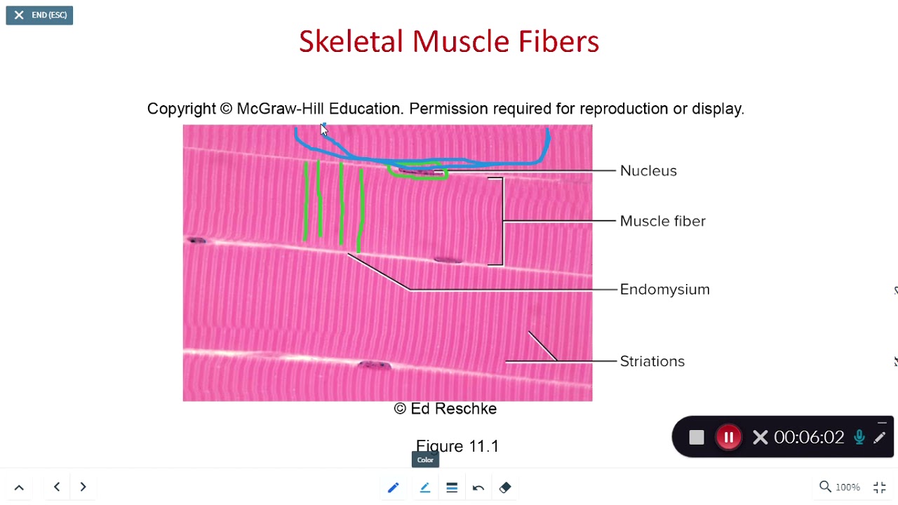 BIOL 214 Functions and Structure of Skeletal Muscle (Ch 11 Part 1 ...