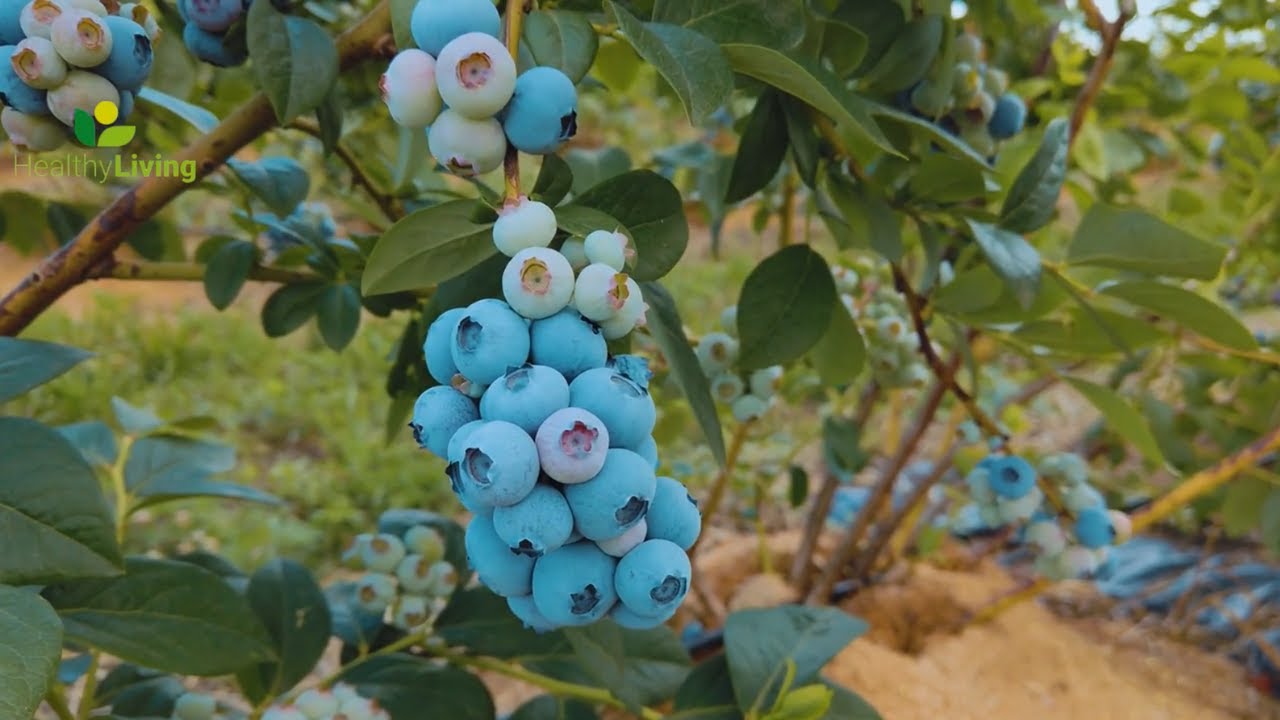 Wild vs. Cultivated Blueberries: Nutrient-Rich Fruit Your Body Needs ...