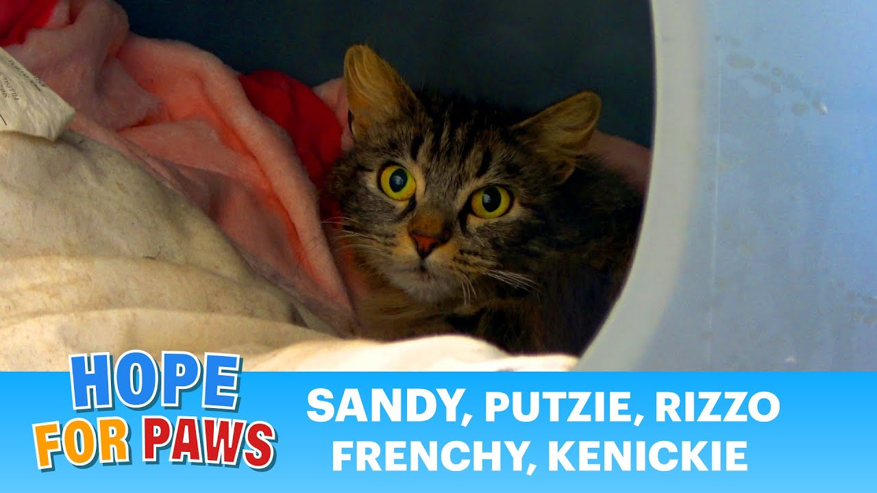 Easy rescue with an important rescue lesson - please read below. 😺 ️ # ...