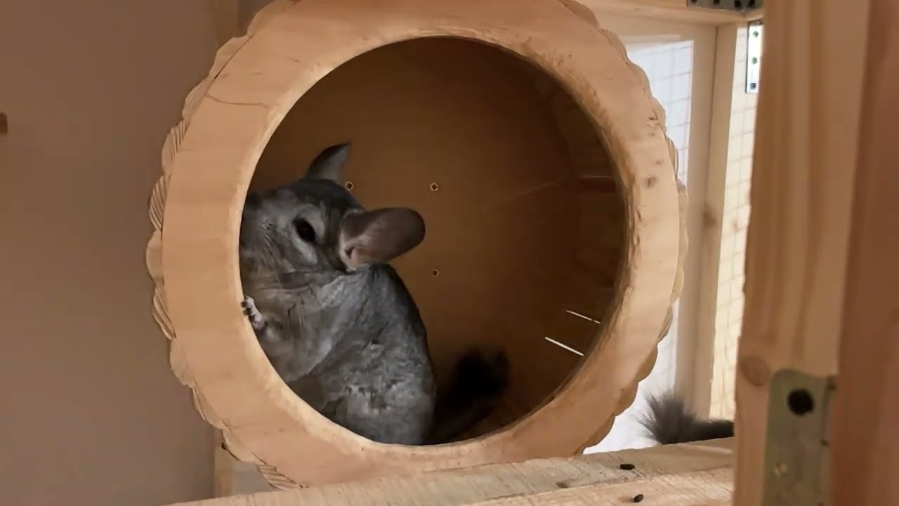 Шиншила Бусінка бігає в колесі / Boosinka chinchilla running in the ...