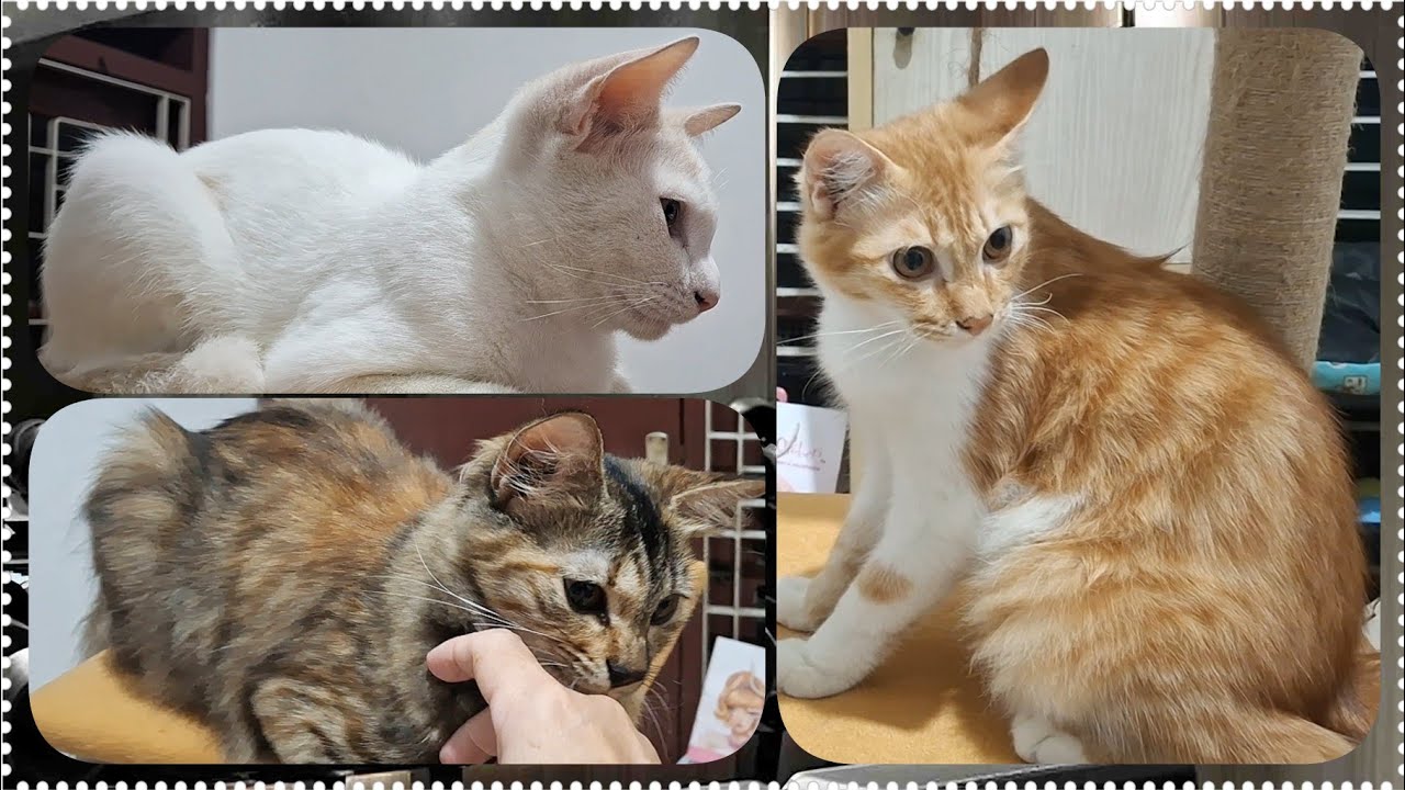 @cc.cutecats CUTE KITTENS : Sleepy Kittens #cat #kitten #catlover # ...