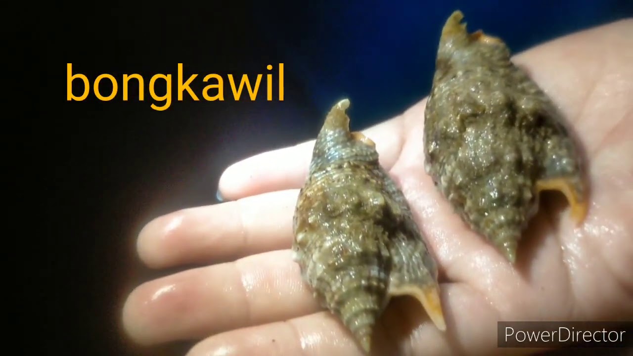 Saring-saring Kinhason(Lumban, Sihi,nukos, tabugok,bongkawil) - YouTube