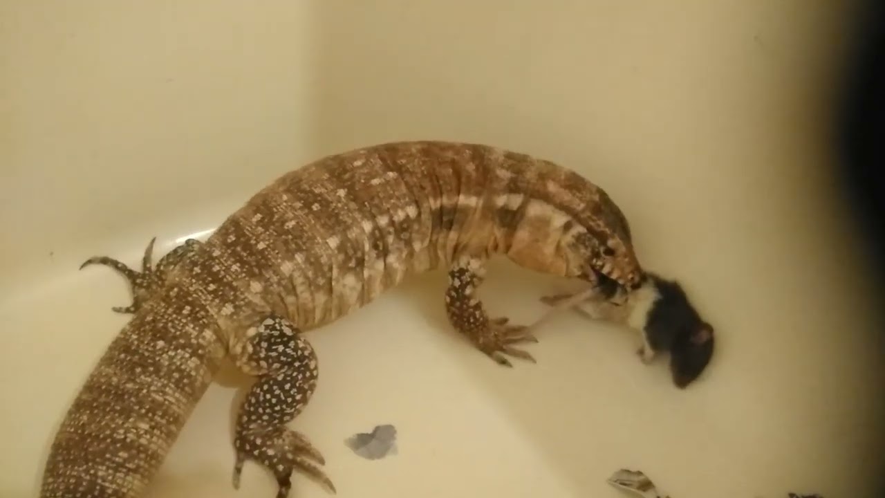 ( LIVE FEEDING ) A BIG RAT TO A HUGE RED TEGU !!! - YouTube