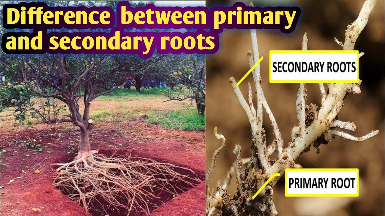How to perform Secondray and primary roots|| Primary roots Vs secondary ...