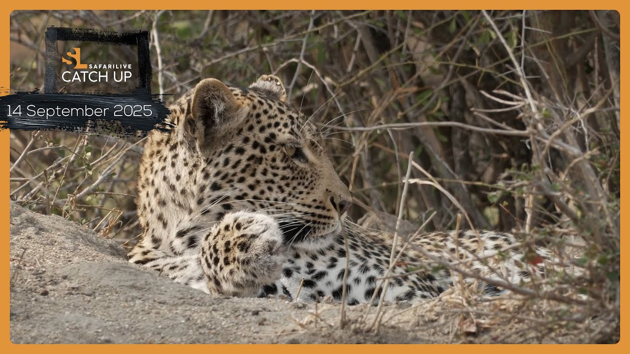 Aardvarks, leopards and elephants - SafariLIVE Catch Up, 14 September 2025 - YouTube