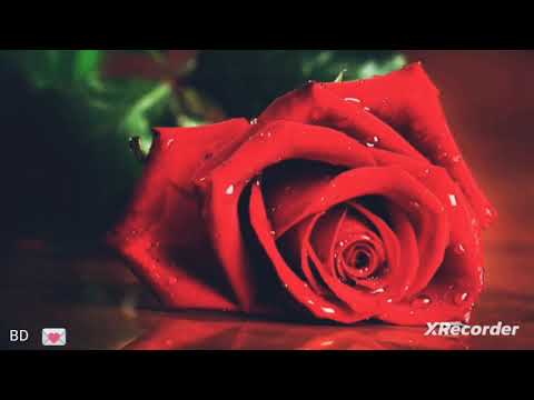 Mustafa Ceceli & Maher Zain - O Sensin Ki (Lyrics Sözleri)