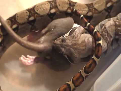 boa mange rat - YouTube