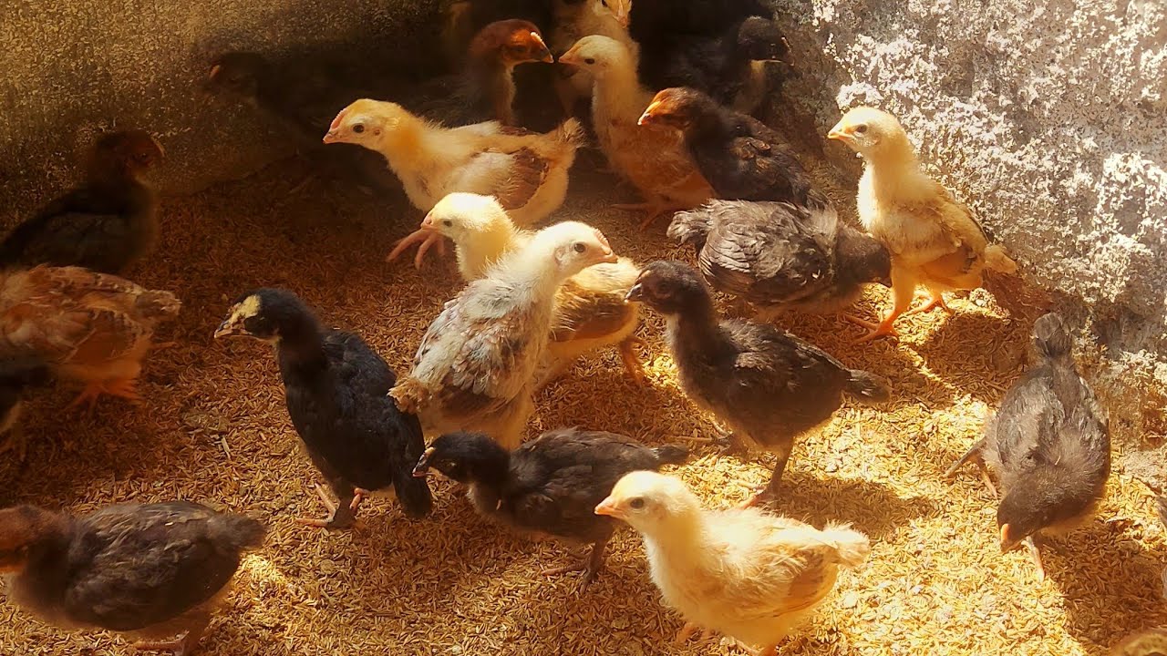 kartik poultry farm | 18 days kaveri gavran chicken farm - YouTube