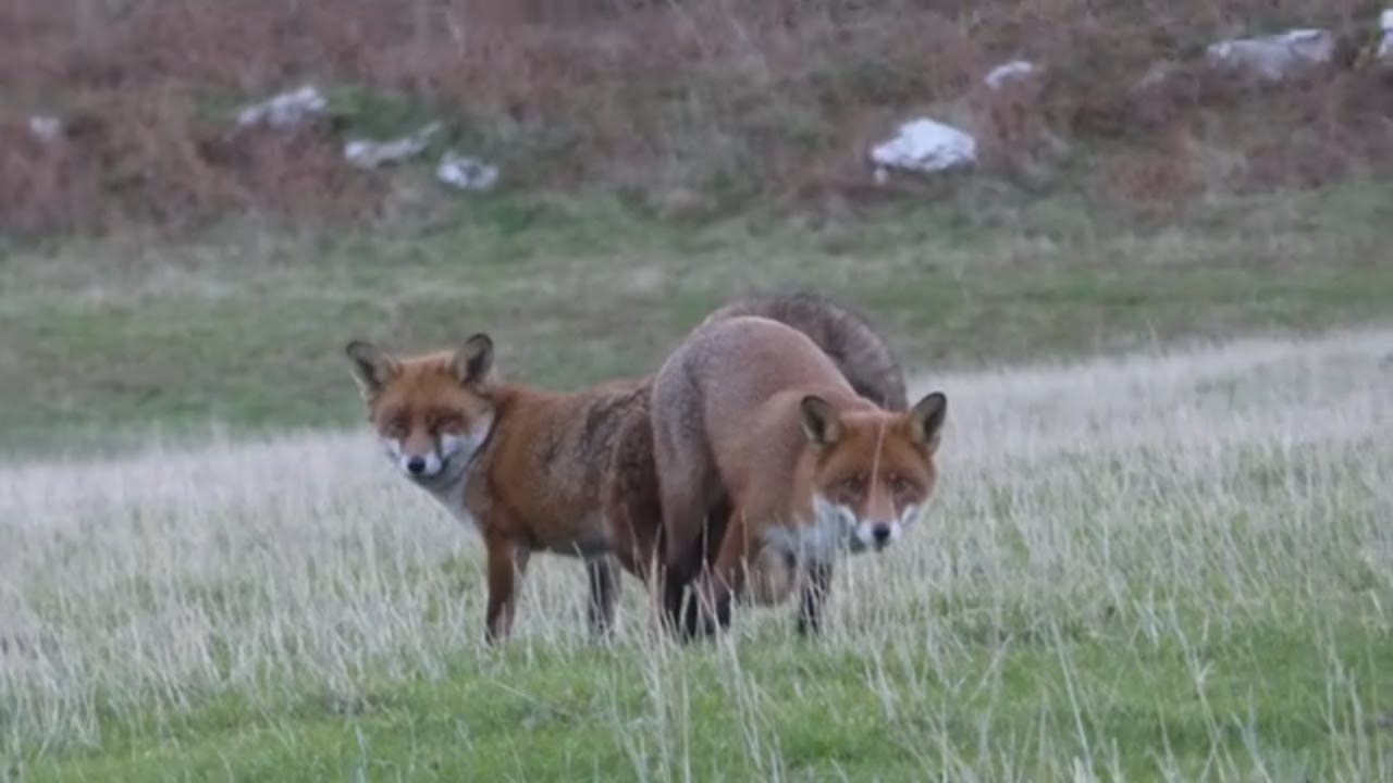 Fox Love Foxes Mating Youtube