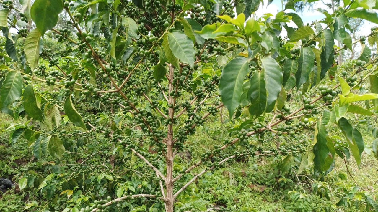 Transplanting Coffee Seedlings - YouTube