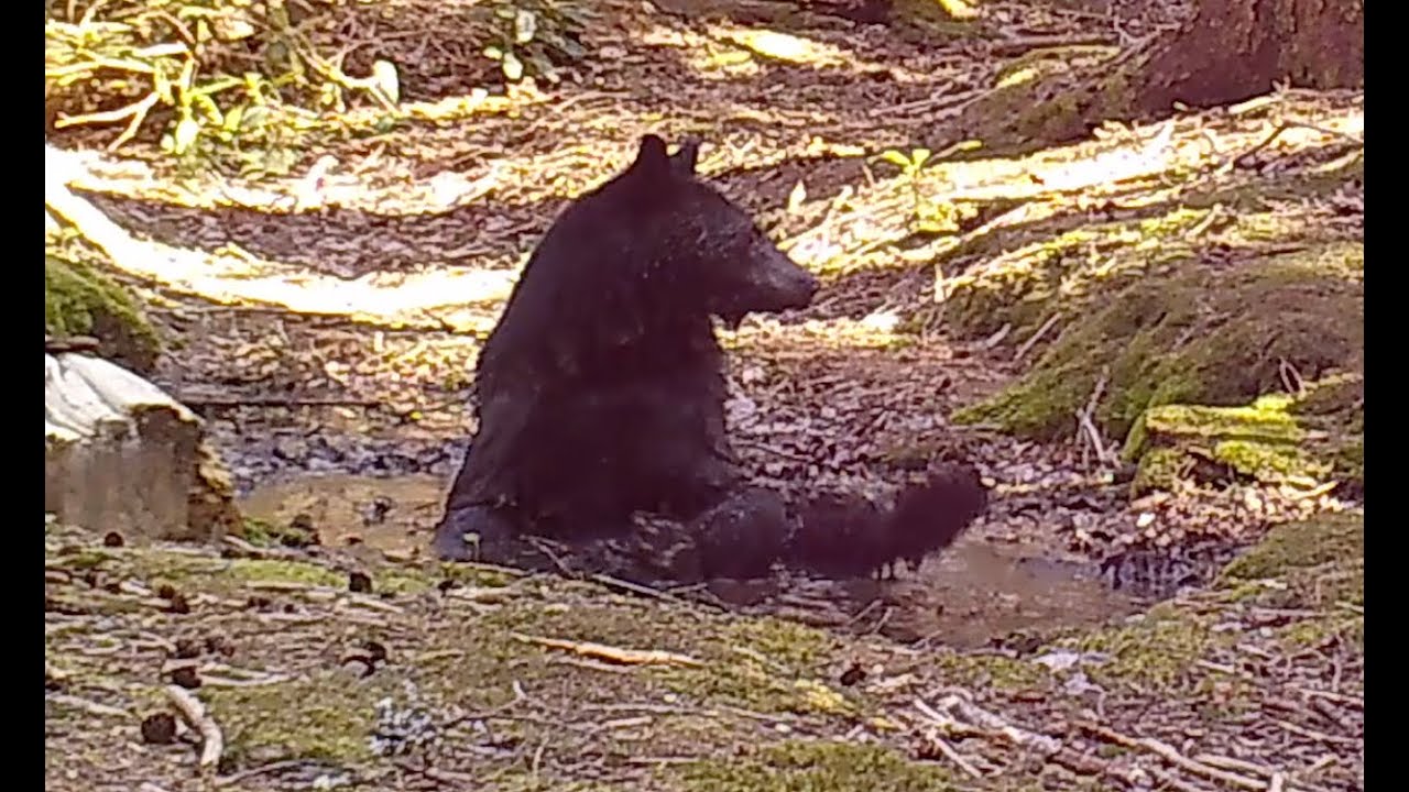 Wildlife highlights from a bear wallow - April 2022 - YouTube
