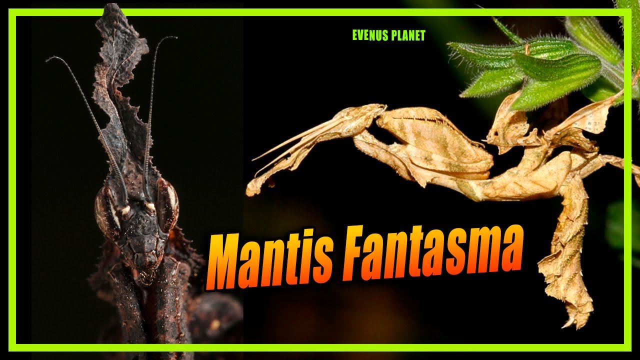 Mantis Fantasma (Phyllocrania paradoxa) - Animales Tenebrosos Ep.23 ...