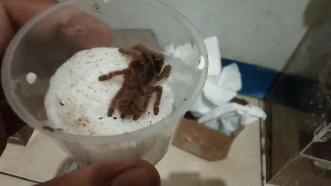 UNBOXING TARANTULA (SP RUFUS) - YouTube