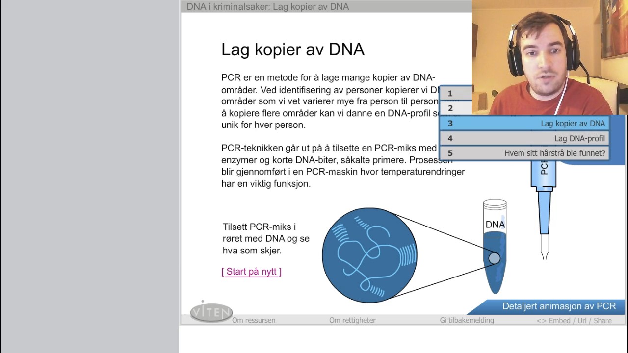 DNA analyse i krimsaker (PCR og elektroforese) - YouTube