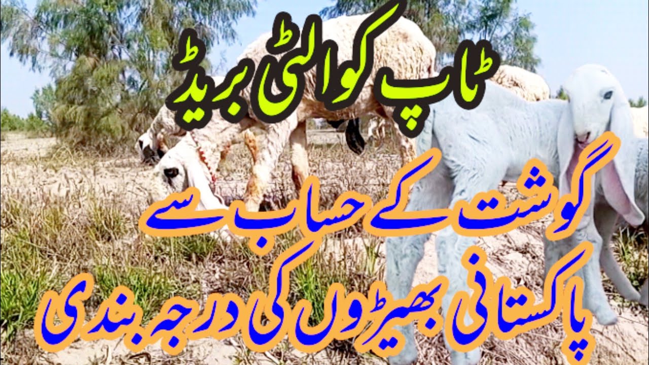 top highly meat producing sheep bread in pakistan l sheep farming in ...