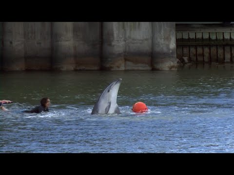 Moko the Dolphin Gisborne 2009 - YouTube
