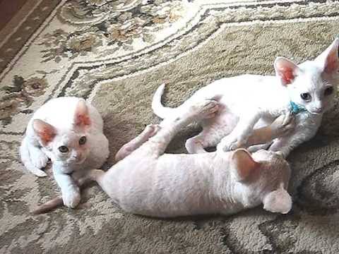 Kurakats Cattery 2013 - World Famous Finishing School - JANUARY