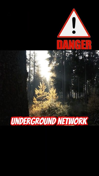 Trees Secretly Talk to Each Other! 🌳🗣️📌 - YouTube