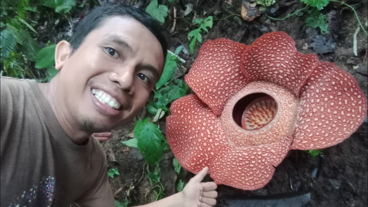 TERBESAR DI DUNIA BUNGA RAFLESIA COVER - YouTube