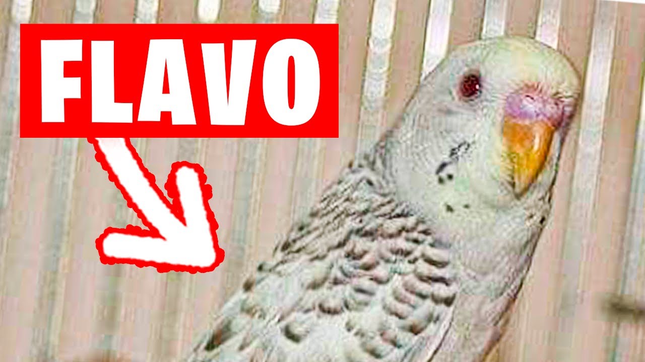 TODO SOBRE EL PERIQUITO FLAVO - YouTube