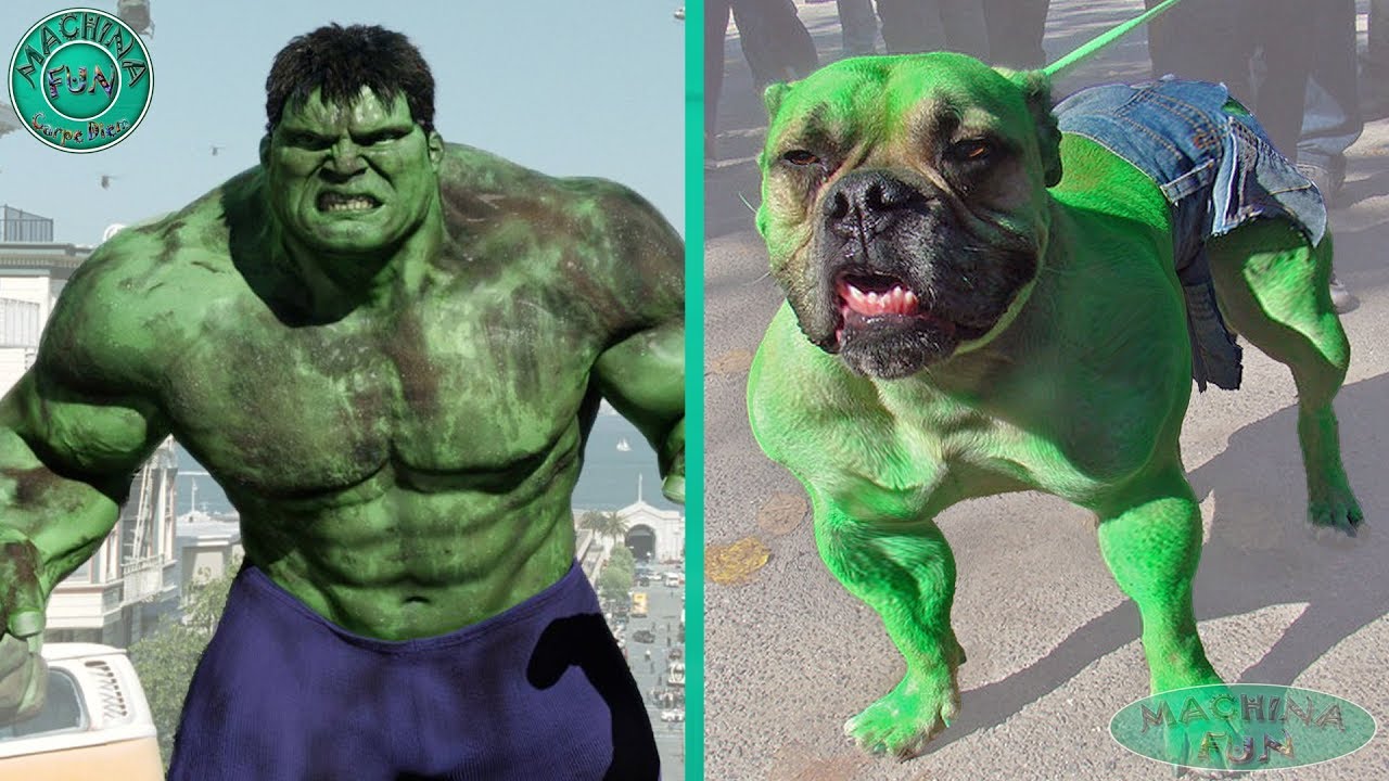 Superheroes As Dogs In Real Life 2017 - YouTube